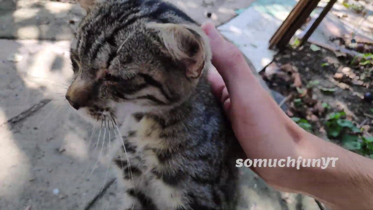 Cute Kitten Purring and Rubs - YouTube