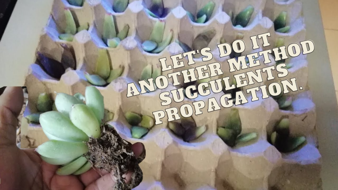 ANOTHER METHOD SUCCULENTS PROPAGATION. - YouTube