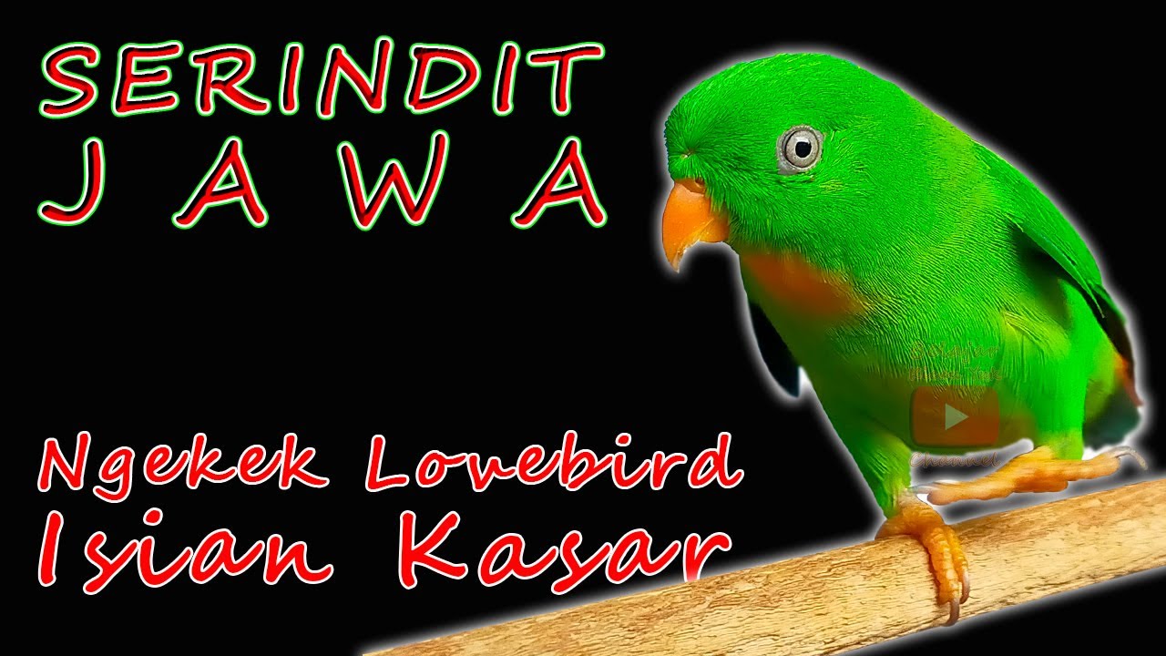 SERINDIT JAWA NGEKEK LOVEBIRD ISIAN KASAR #serinditjawa #serindit # ...