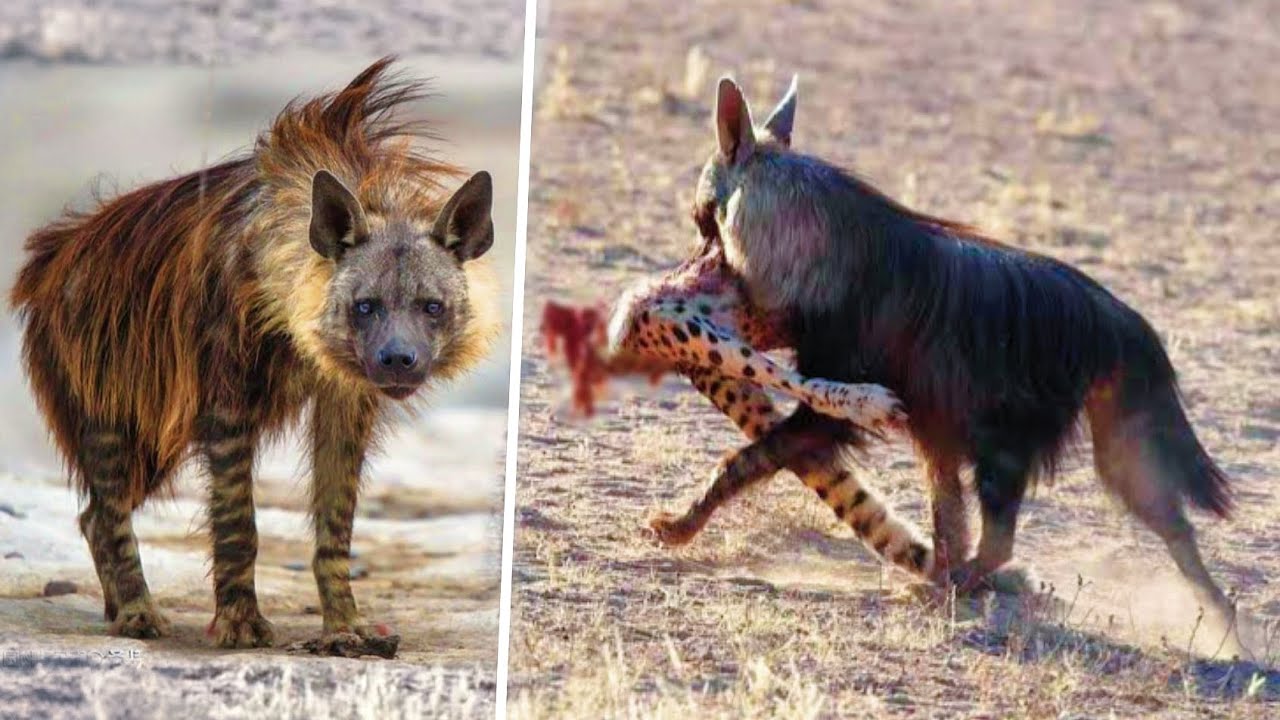 BROWN HYENA - The Big Cat Hunter! Brown hyena vs cheetahs and leopards ...