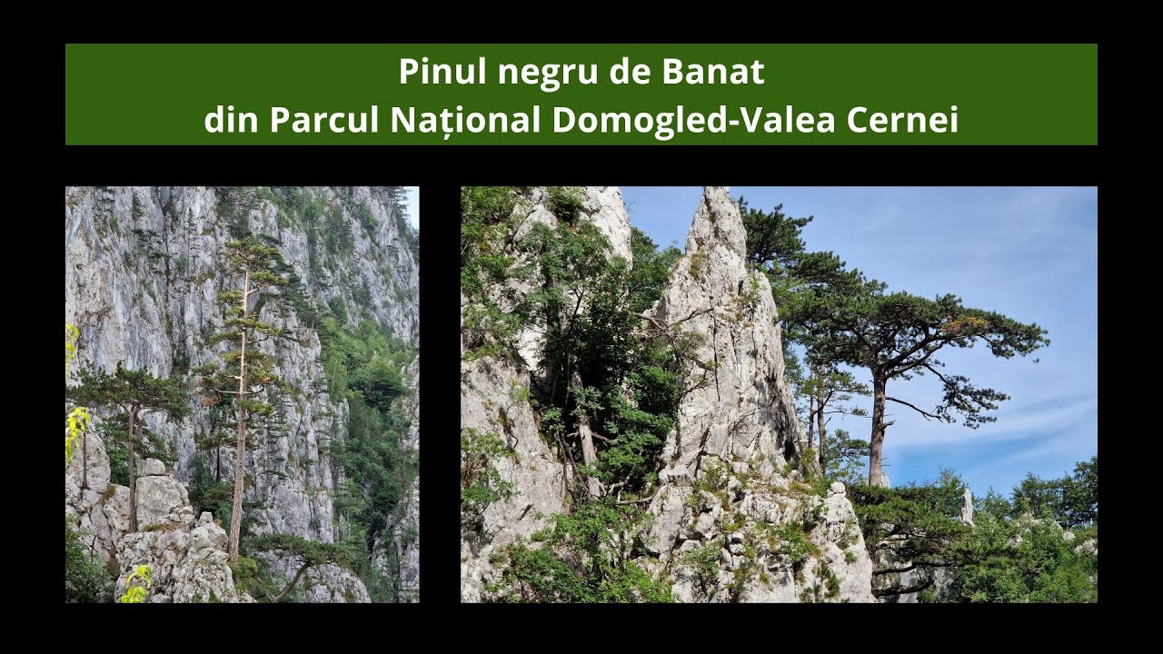 Pinul negru de Banat din Parcul Național Domogled-Valea Cernei - YouTube
