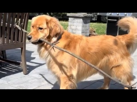 Labrador, Pomeranian and Golden retriever | Badmash dogs - YouTube