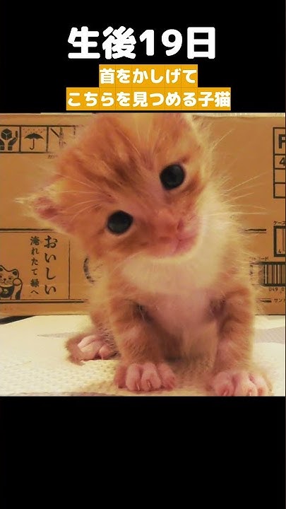 【生後19日】首をかしげてこちらを見つめる子猫が可愛い Shorts Youtube