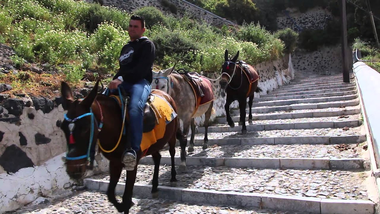 Mule driver with his band of mules, Thira Santorini - YouTube