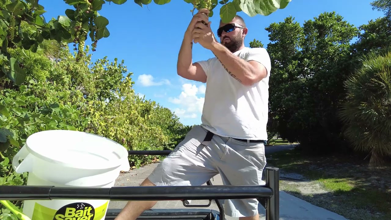 Sea grape jelly part 1 - YouTube