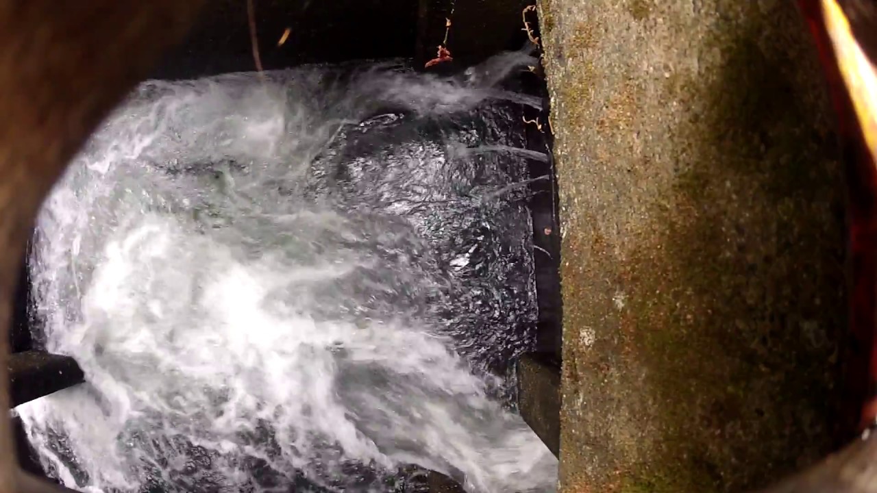 Stamp River Provincial Park, British Columbia - Salmon Ladder - YouTube
