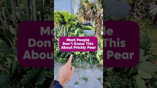 Most People Don’t Know this about Prickly Pear #growyourownfood #fruittrees #shorts #cactus #fruit