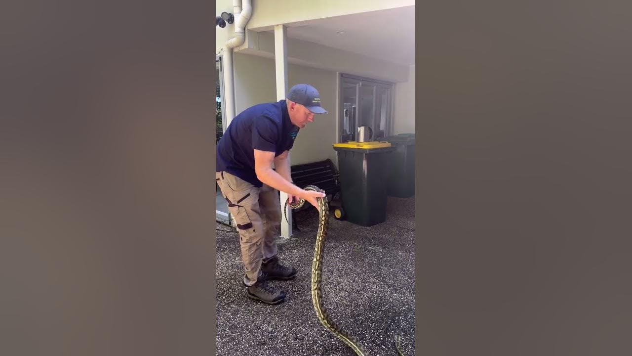 Big carpet python! - YouTube