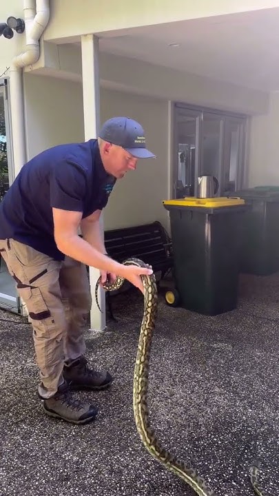 Big carpet python! - YouTube