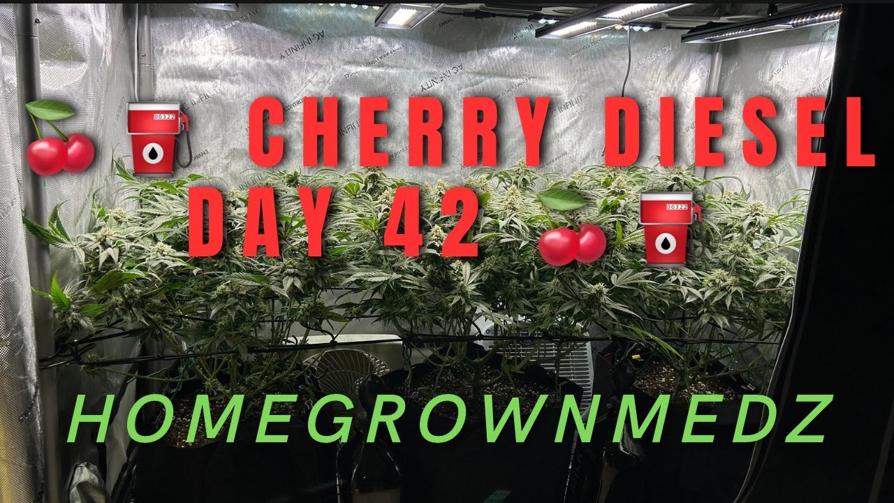 Cherry Diesel Day 42! 2X4 SCROG Defoliation! - YouTube