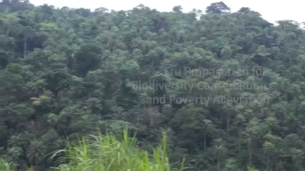 GENETUM AFRICANUM "ERU" IN AFRICA - YouTube