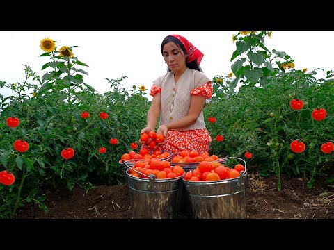 Domates toplamak ve ev yapımı ketçap yapmak