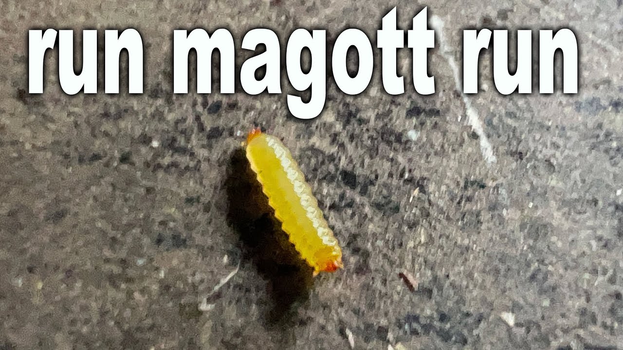 run Maggot, run! in Zanzibar 4K - YouTube