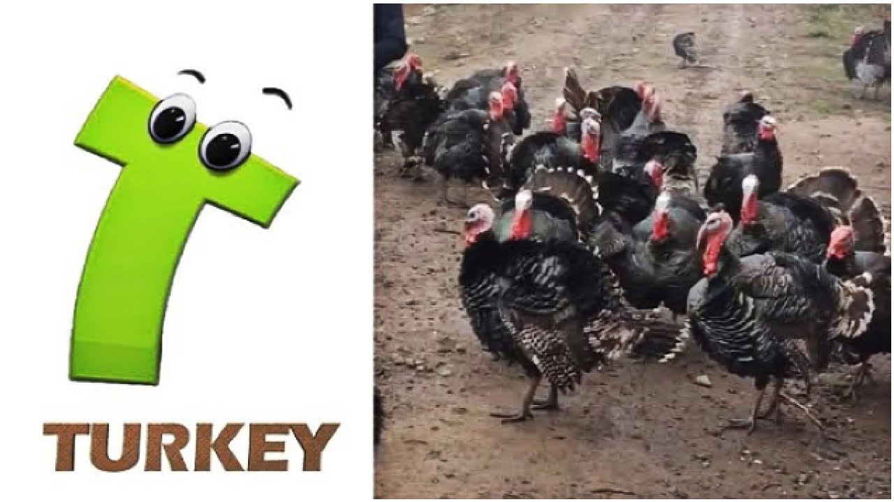 ABC Song | Birds 🐤 ABC Song | Phonics for Kids | Learn ABC | Baby ...