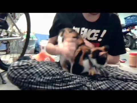 Showing off the fuzz bucket - YouTube