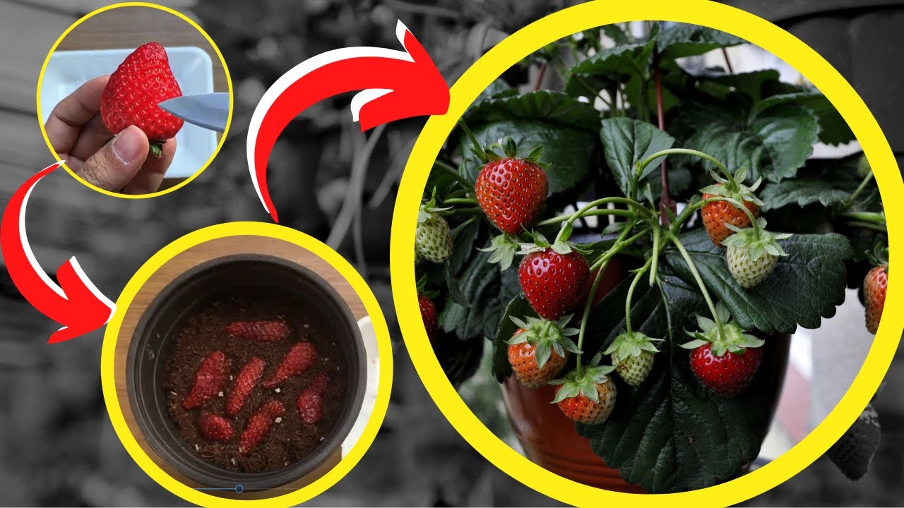 Como cultivar morango em vasos (7 DICAS INCRÍVEIS) - YouTube