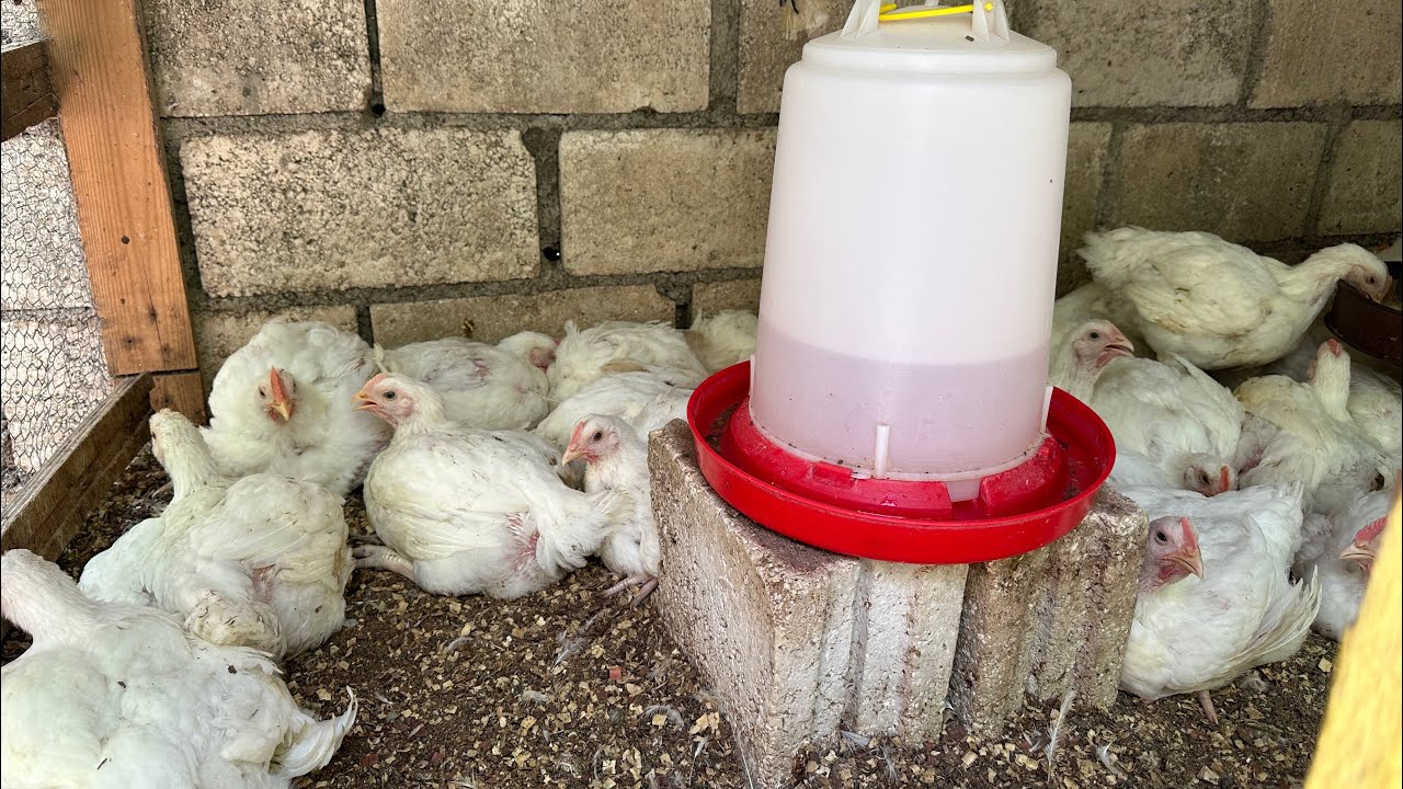 Healthy Home Raised Chicken For Food @JIMPfood - YouTube