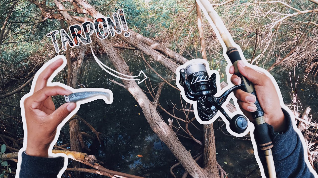 CREEK FILLED WITH TARPON! NLBN 3'' - YouTube