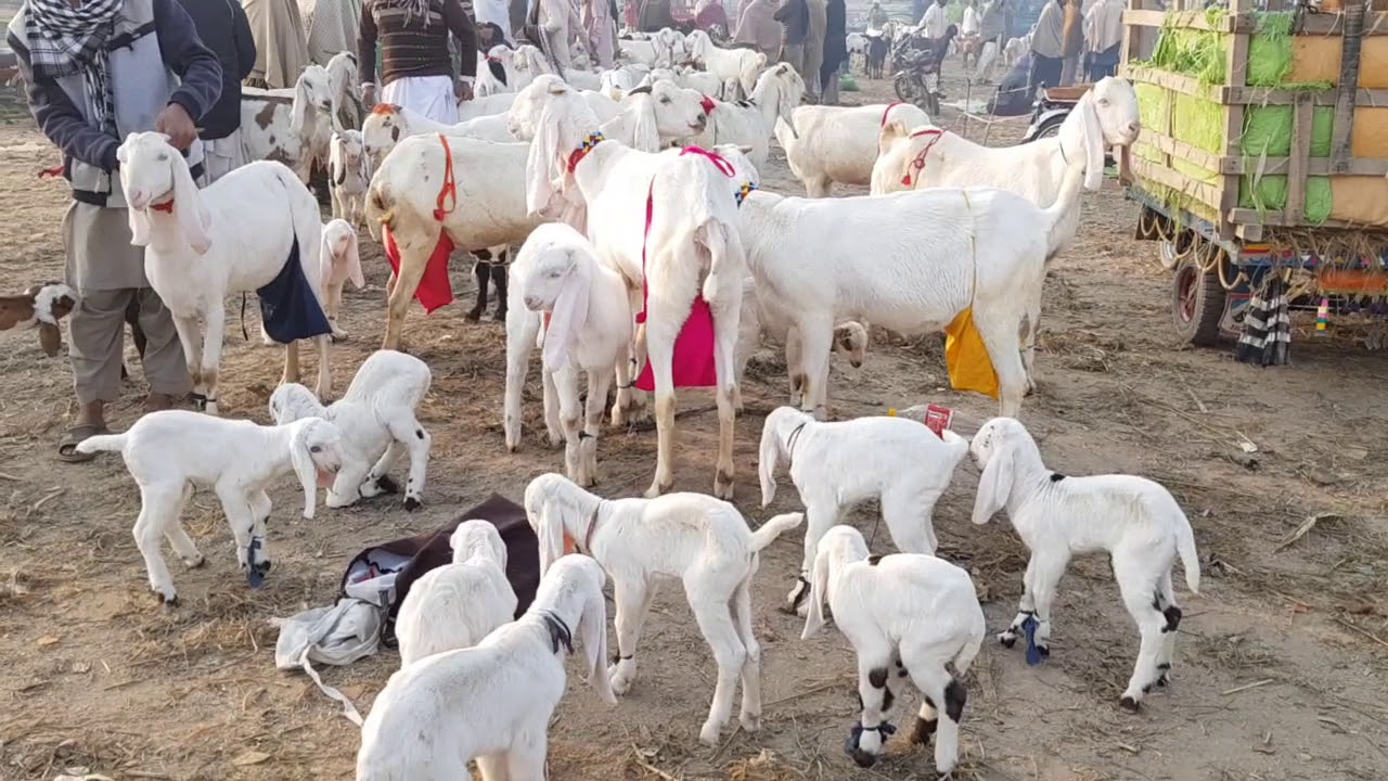 doodhwali bakriya 2019 Bachcho wali bakriyan -2 2 3 3 Bachcho wali ...