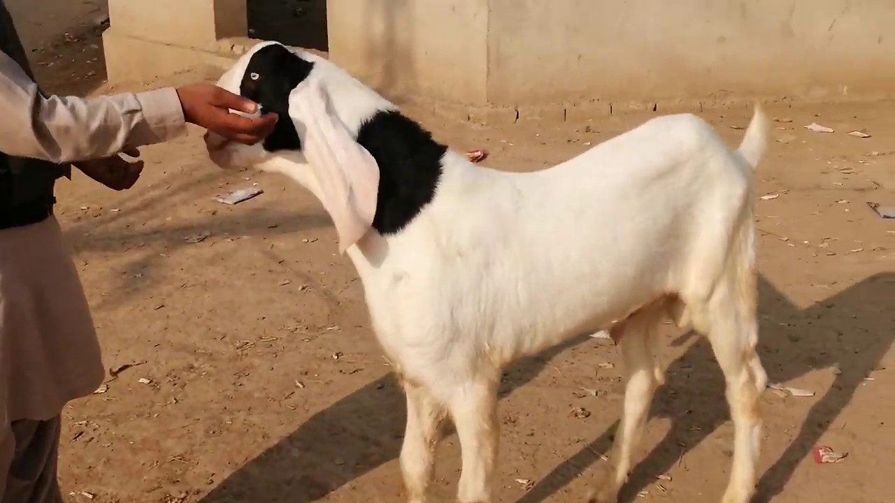 Kajla Bakra with pink beauty face for sale akhtar goat farme 0335 ...