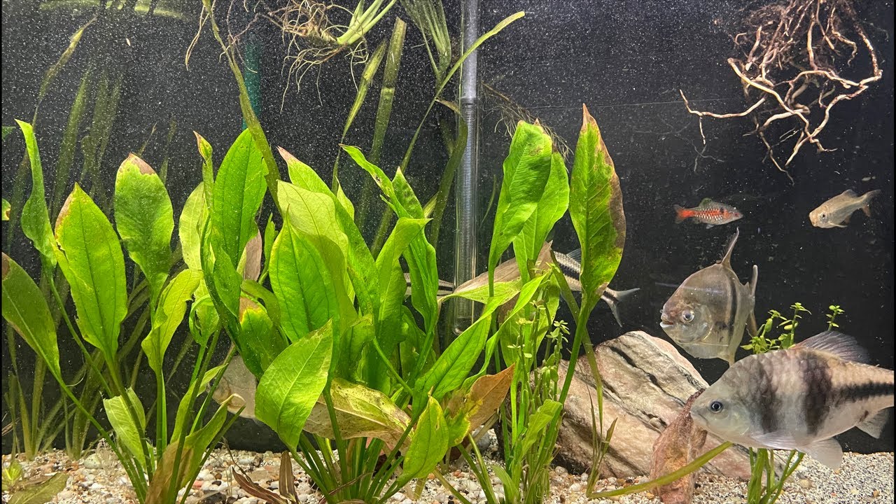 Amazon Aquarium - All Natural With Amazon Plants and Various Fish - YouTube