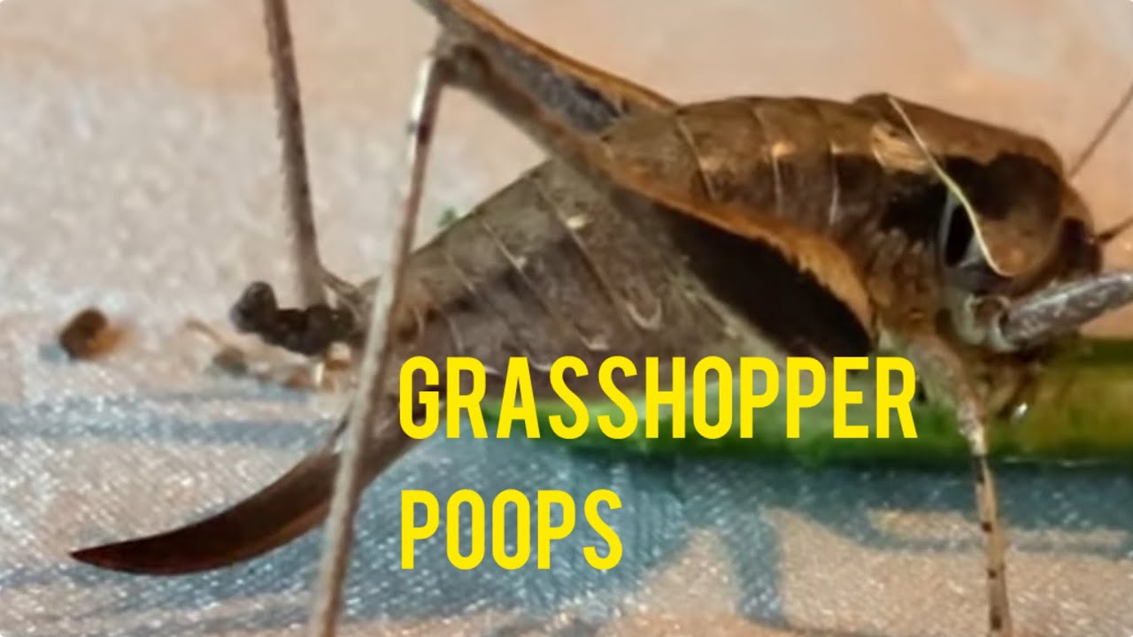Strašni Skakavac se ukakio || The terrible Grasshopper pooped - YouTube