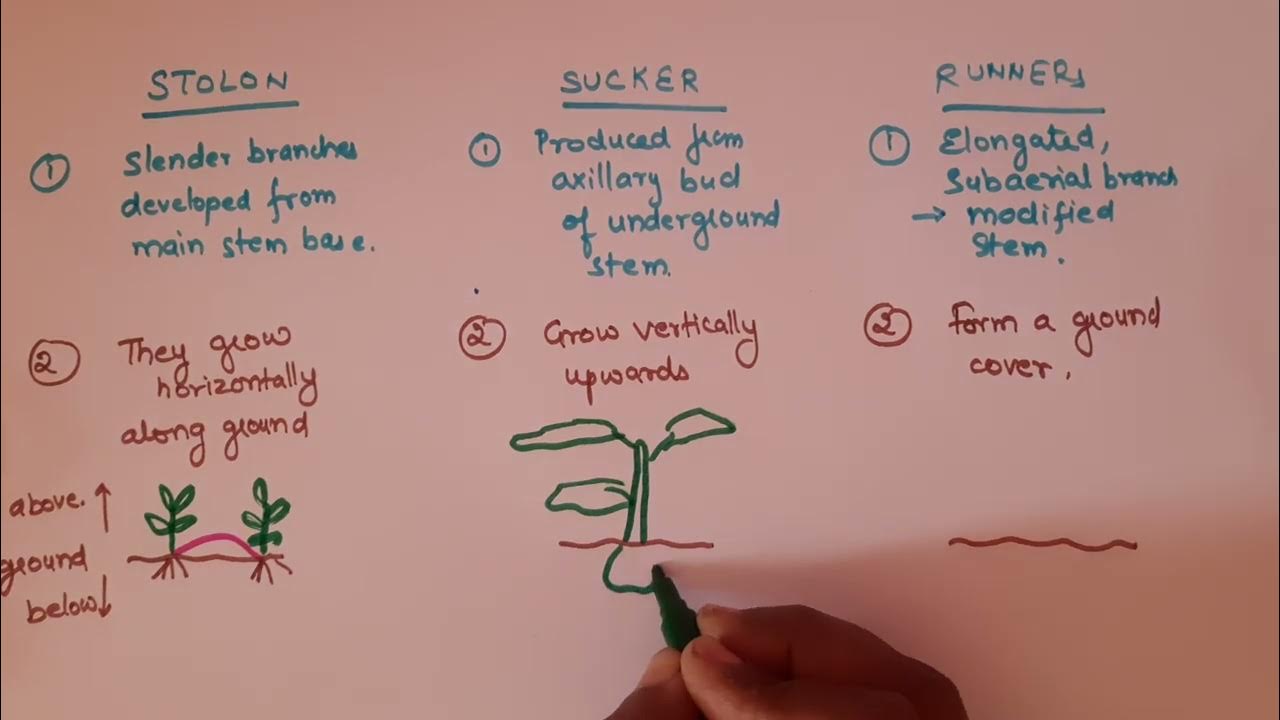 Pointwise differences between stolon, sucker and runners #biologynotes ...