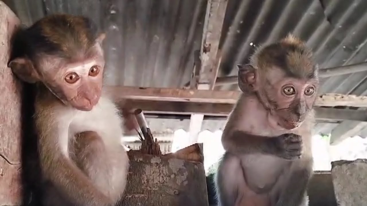 BABY MONKEYS KIKI AND KIKO ARE VERY Adorable - YouTube