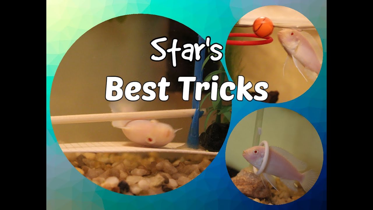 15 Amazing Fish Tricks (Star's Best Tricks) - YouTube