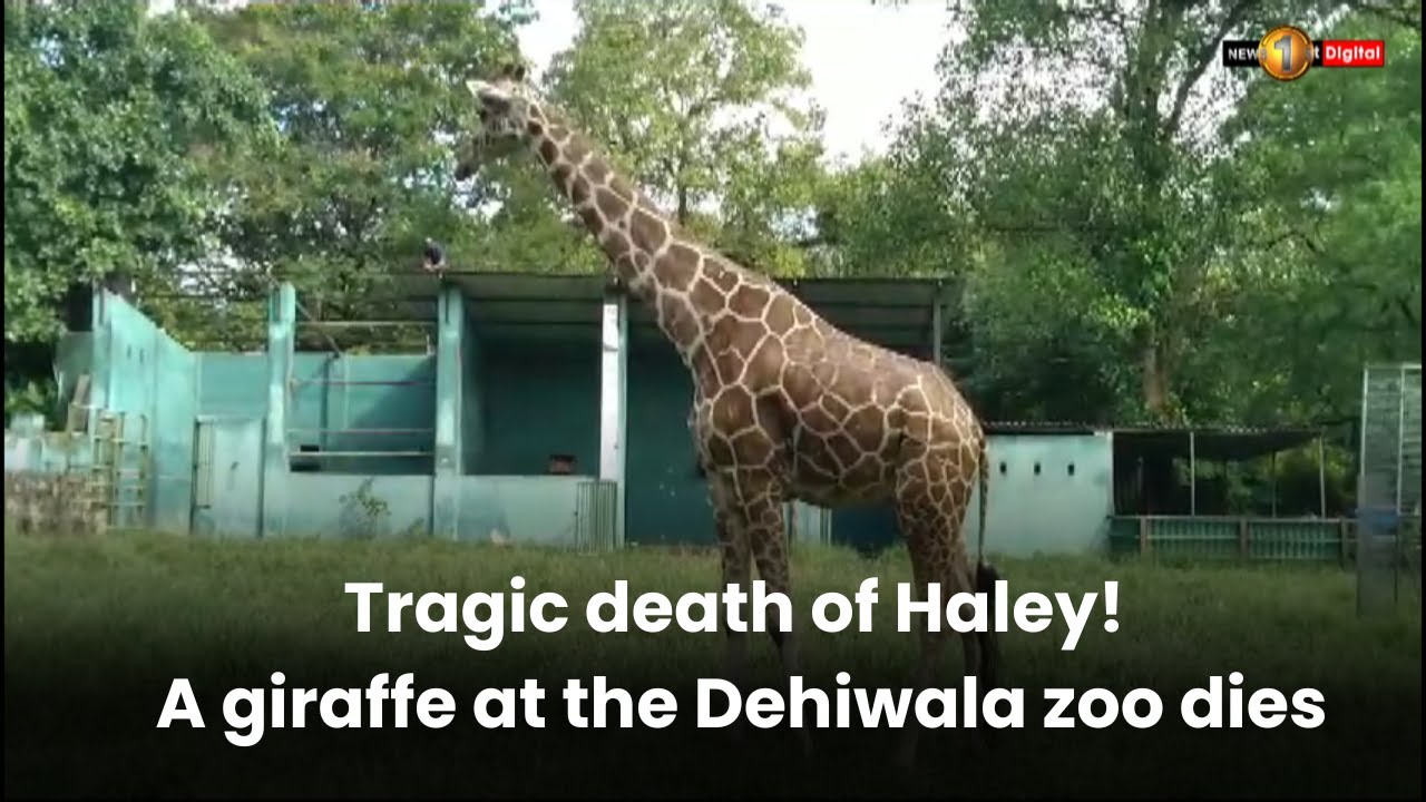 Tragic death of Haley! A giraffe at the Dehiwala zoo dies - YouTube
