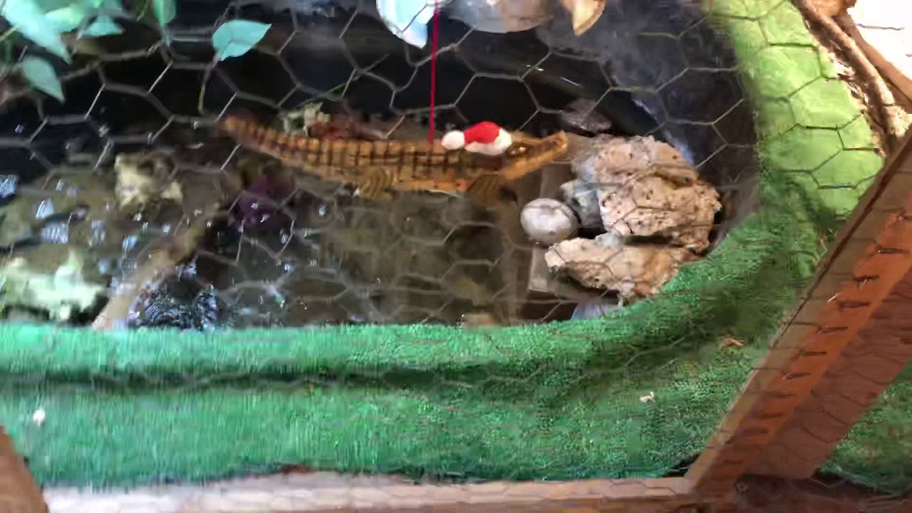Dwarf caiman feeding/reptile update - YouTube