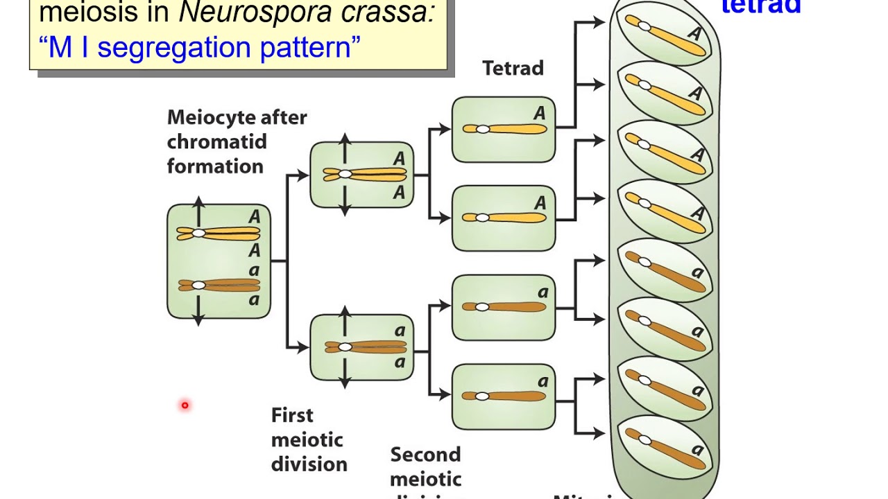 Mapping by Tetrad analysis - YouTube