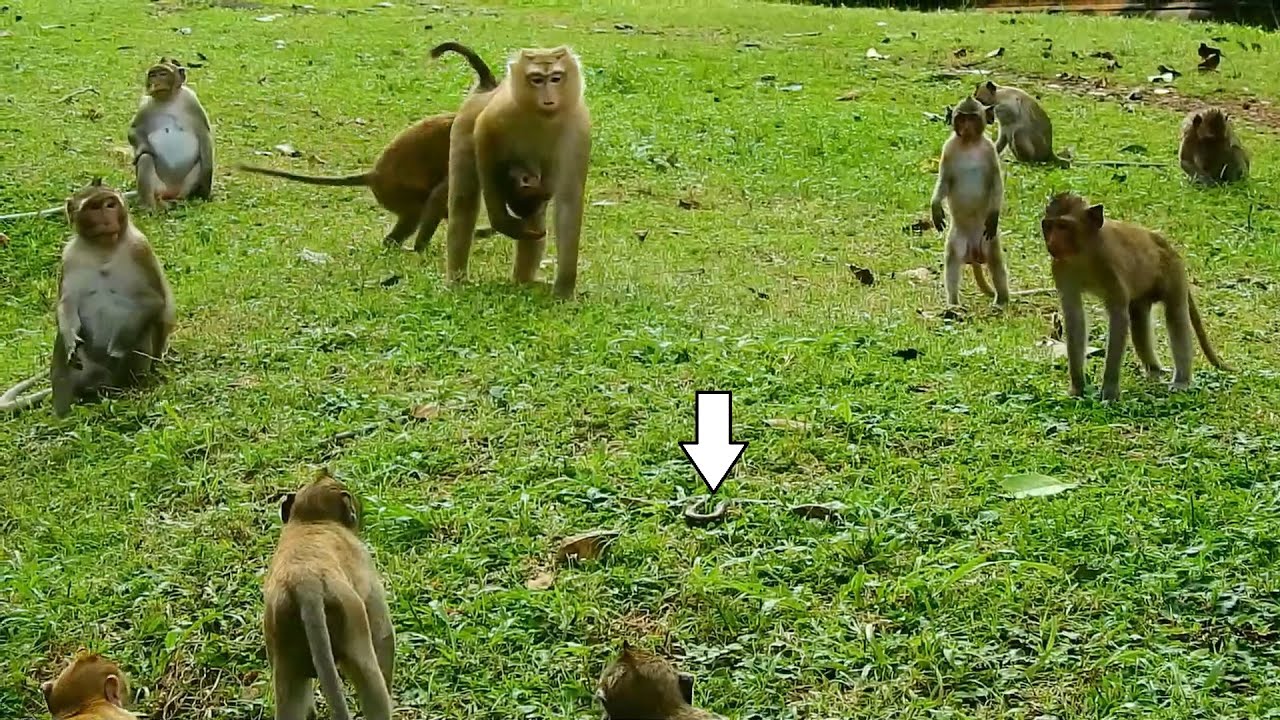 Breaking News! Rose bring Brady and children to f-ight snake, Brave ...