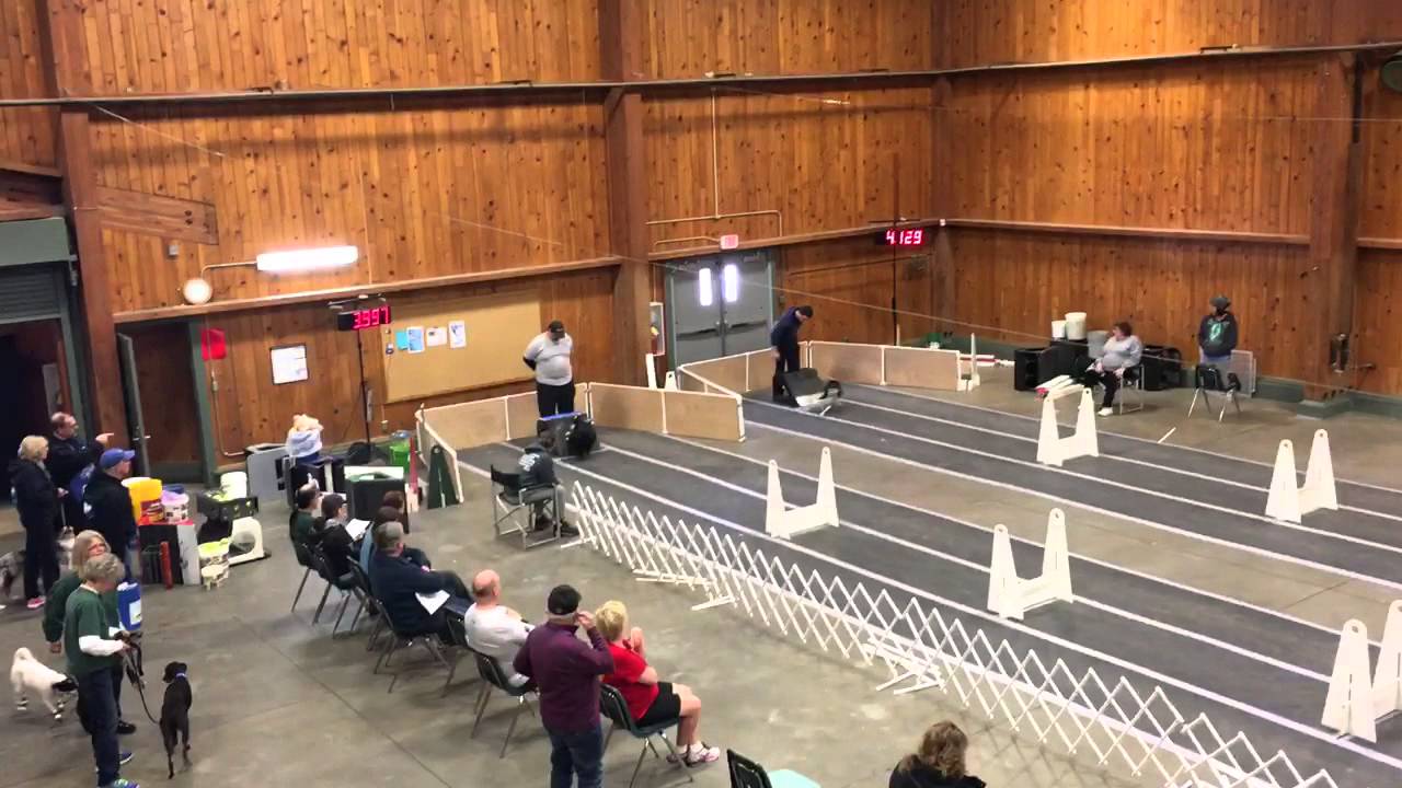Flyball race 2 - YouTube