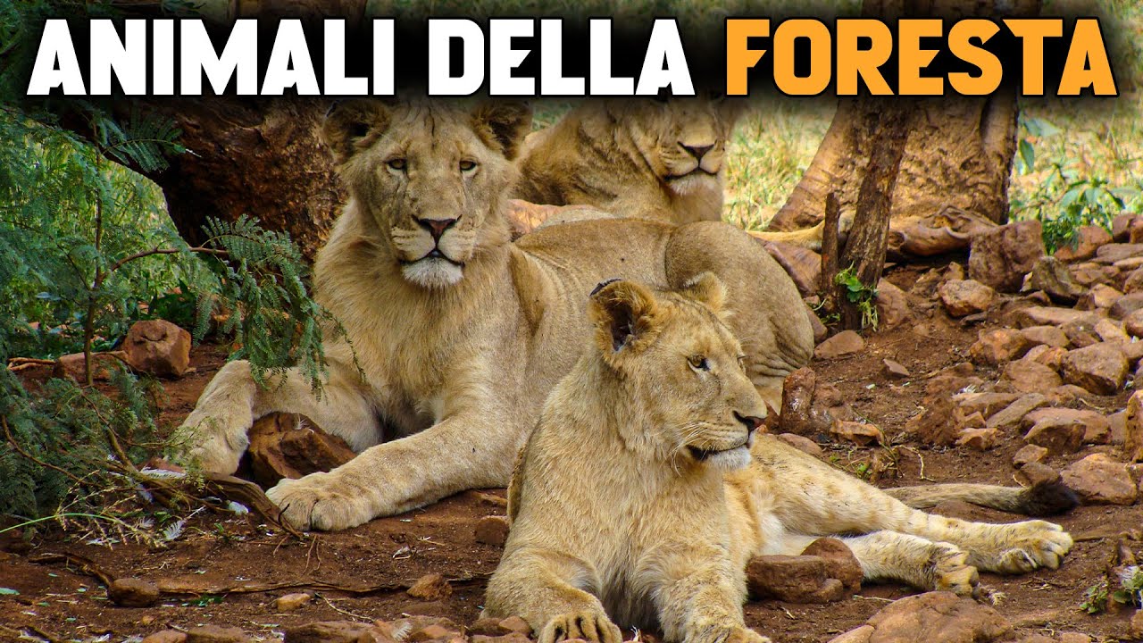 GLI ANIMALI DELLA FORESTA - FAMIGLIA ANIMALE - YouTube