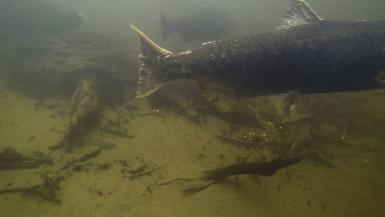 zombie salmon - YouTube