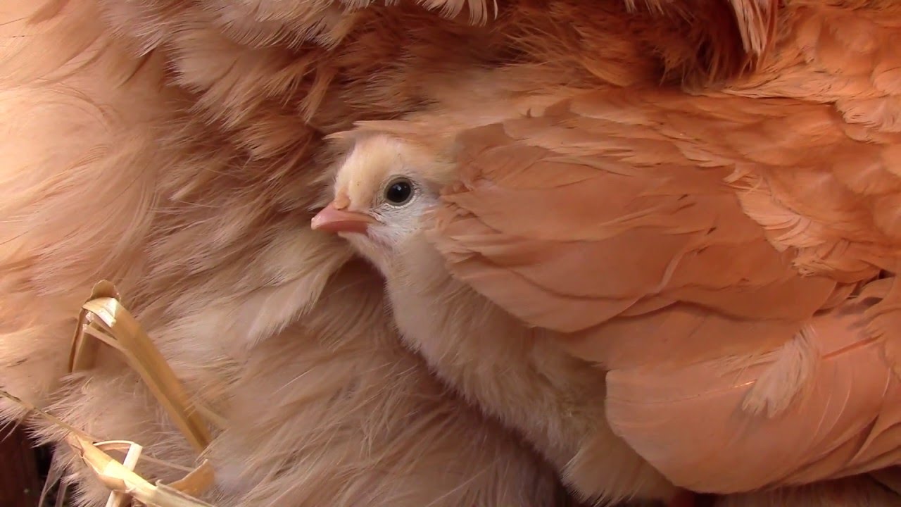 Brooding Chickens Outside - Part 4 - YouTube