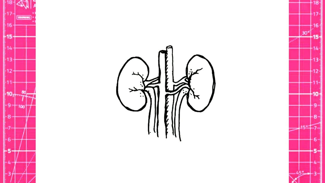how to draw kidney easy - YouTube