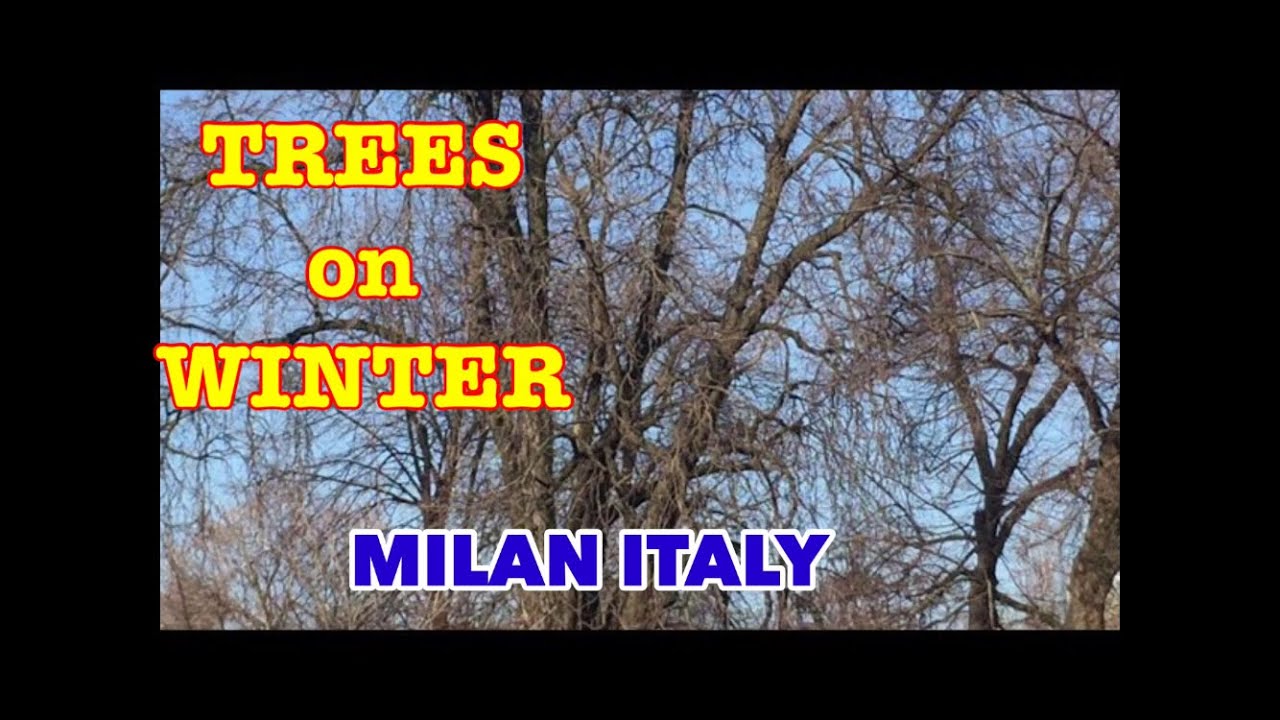 TREES like this - Milan Italy Winter time - YouTube