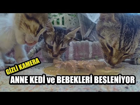 Anne kedi ve bebekleri besleniyor - Gizli Kamera -