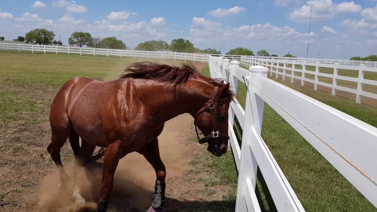 ELECTRIC CODE Retosando en Tom McCutcheon Reining Horses - YouTube