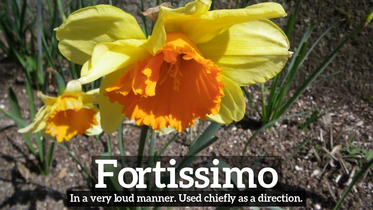 How Does Fortissimo Look? | How to Say Fortissimo in English? | What is ...