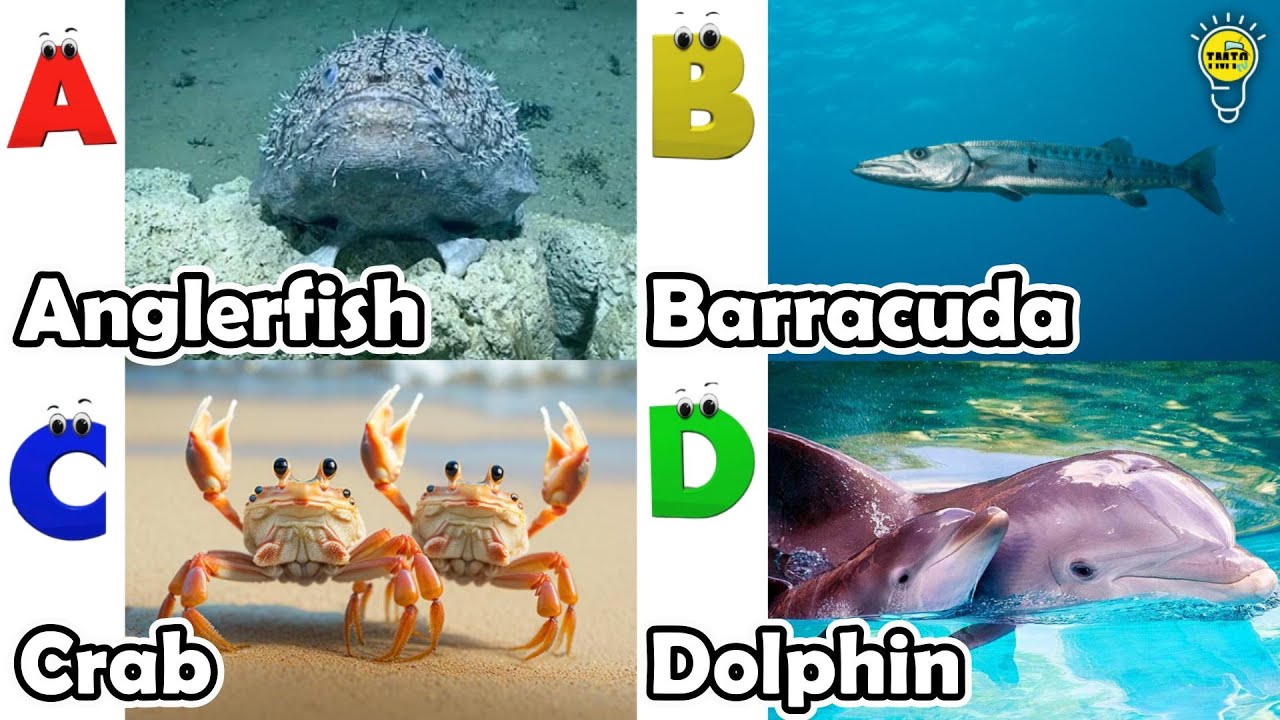 Sea Animals ABC Song for Kids | Learn Alphabet Letters with Nursery ...