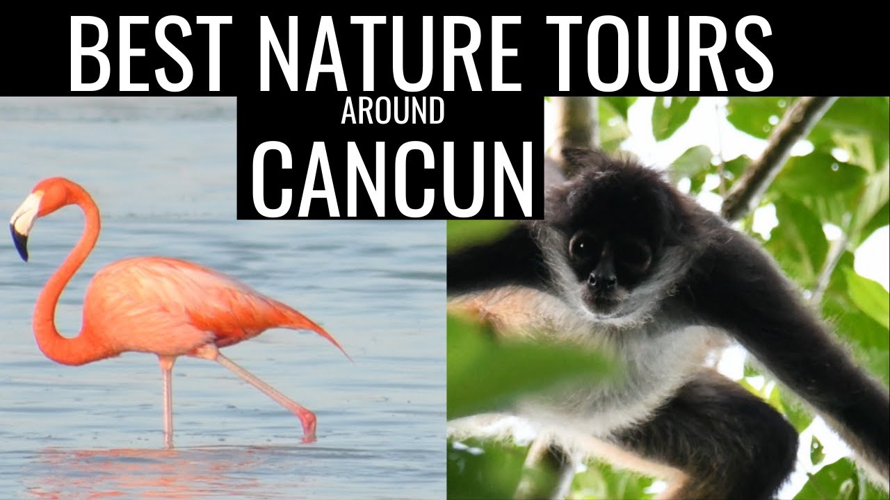Best nature and wildlife tours around Cancun and Playa del Carmen - YouTube