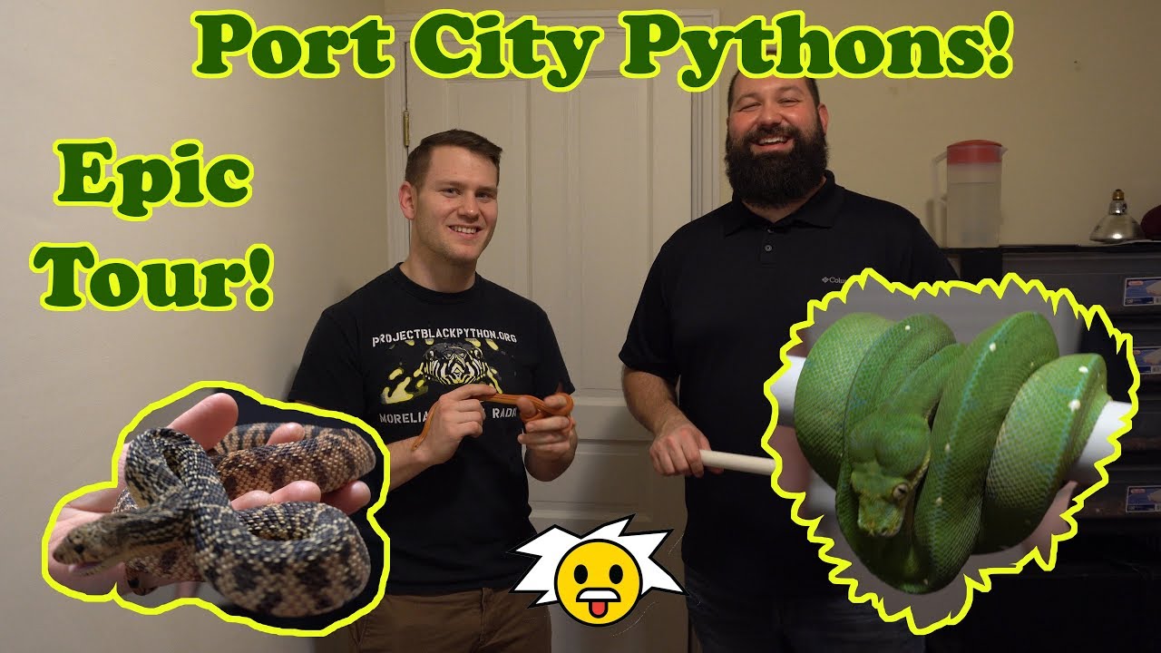 Epic Tour! Port City Pythons! Rare North American Colubrids! - YouTube