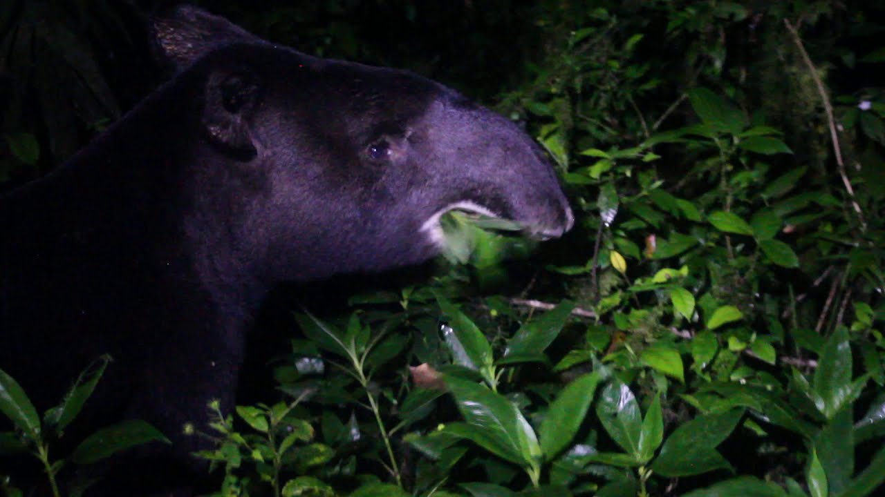 Danta de Montaña (Tapirus pinchaque) por Paulo Andres Quintero. - YouTube