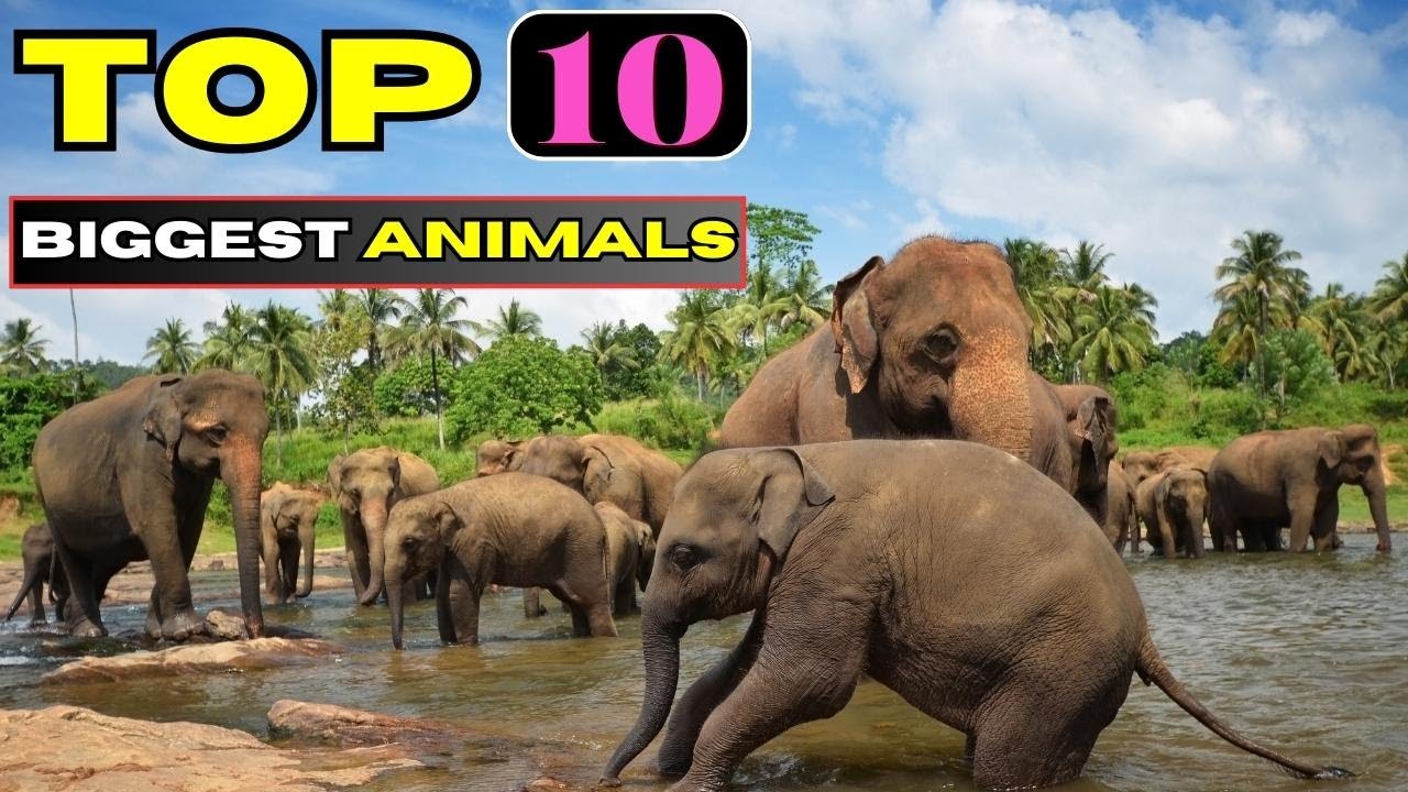 Nature's Giants: Top 10 Biggest Animals in the Wild (The Wildlife ...