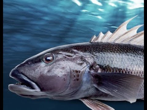 Shallow Water Fishing for LARGE Harbour Blue Cod - YouTube