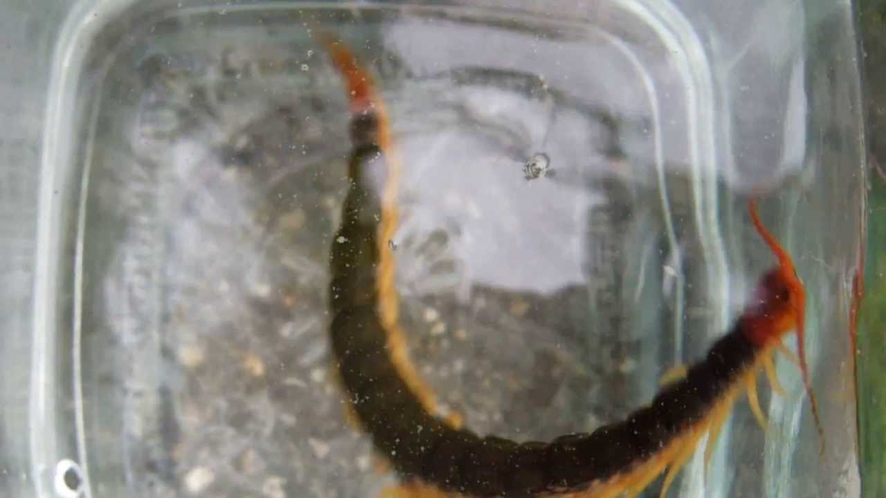 Centipede swimming 泳ぐムカデ 百足 mukade No4 昆虫図鑑 - YouTube