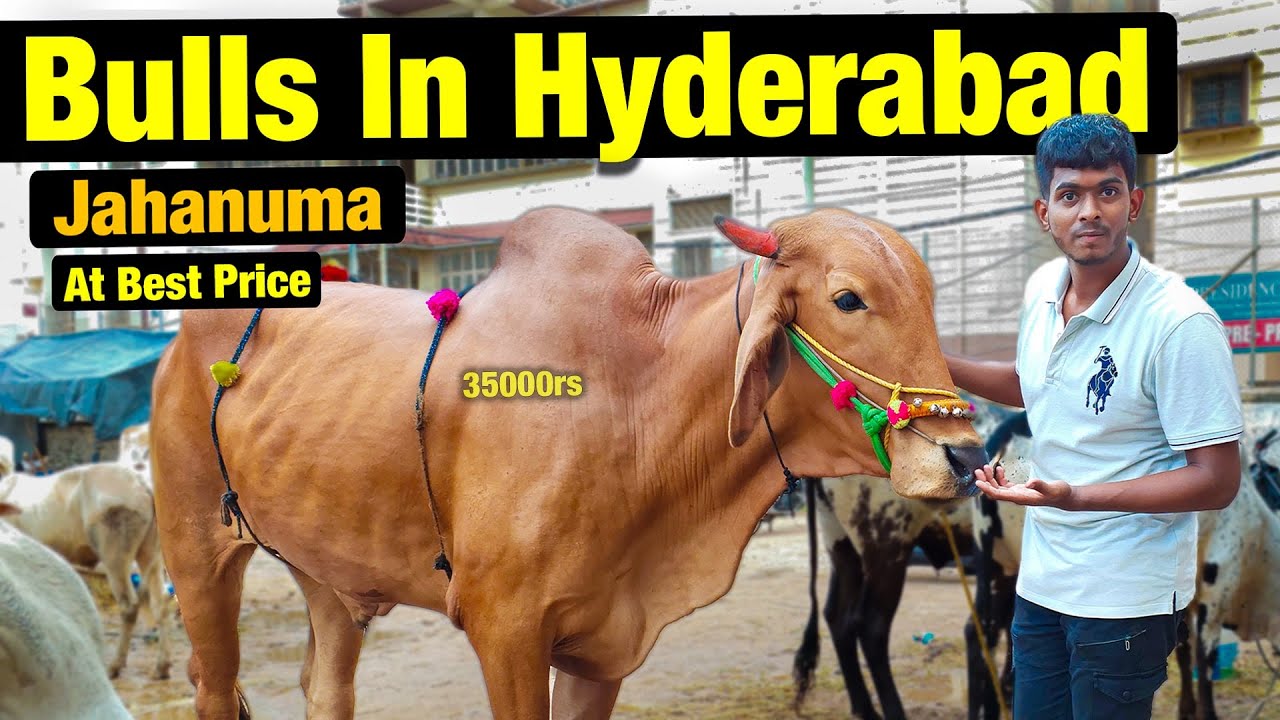 HYDERABAD BULL MARKET || Jahanuma Big Bulls || Qurbani Ke Janwar - YouTube